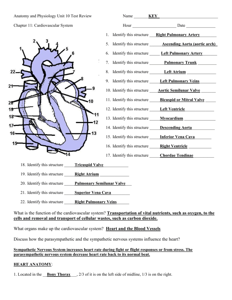 Anatomy And Physiology Unit 11 Test Review Anatomy And Physiology Unit 11 Test Review