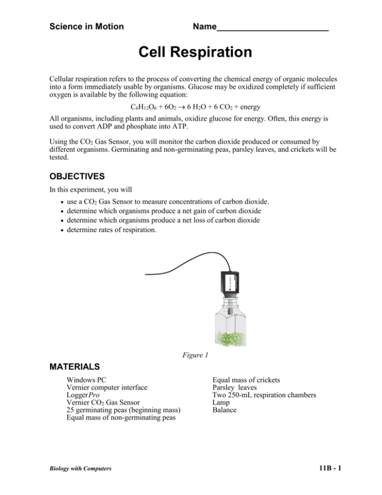 Respiration Lab Respiration Lab