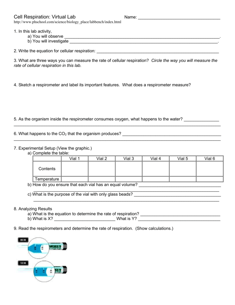 Cell Respiration Virtual Lab Cell Respiration Virtual Lab