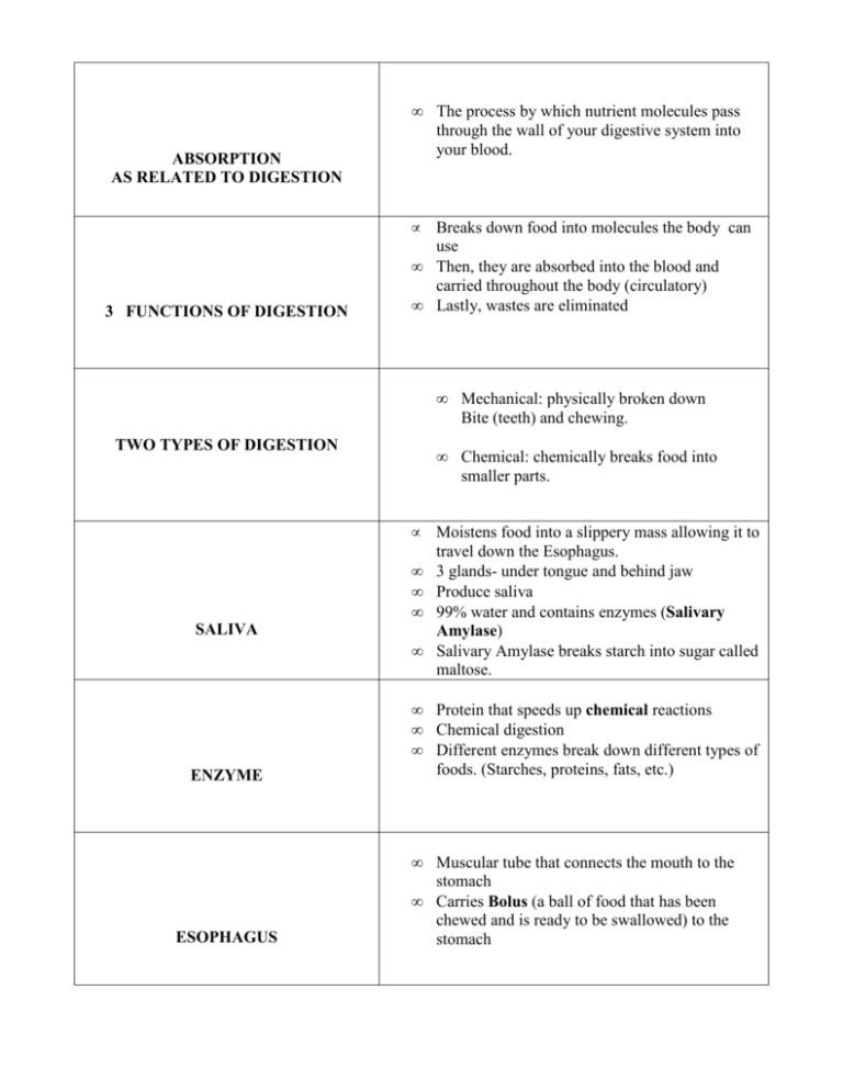 Digestive System Study Guide