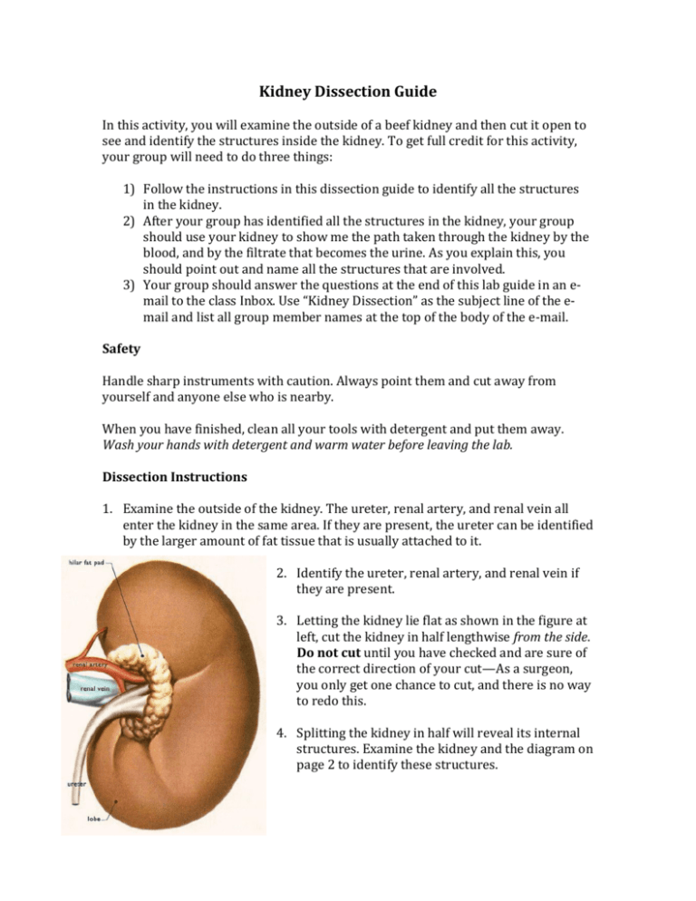 Kidney Dissection Guide