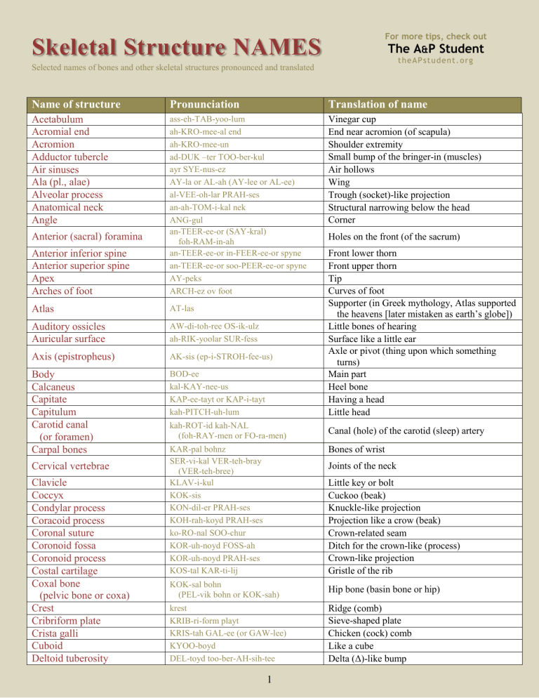 Skeletal Structure NAMES Skeletal Structure NAMES