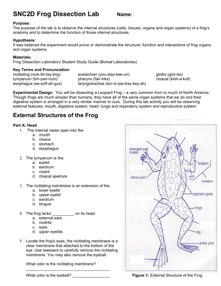 SNC2D Frog Dissection Fall 2013 