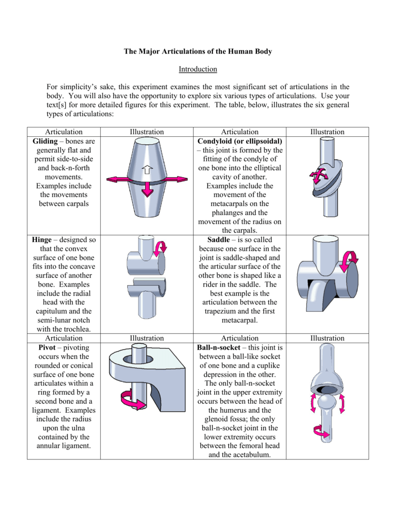 The Major Articulations Of The Human Body