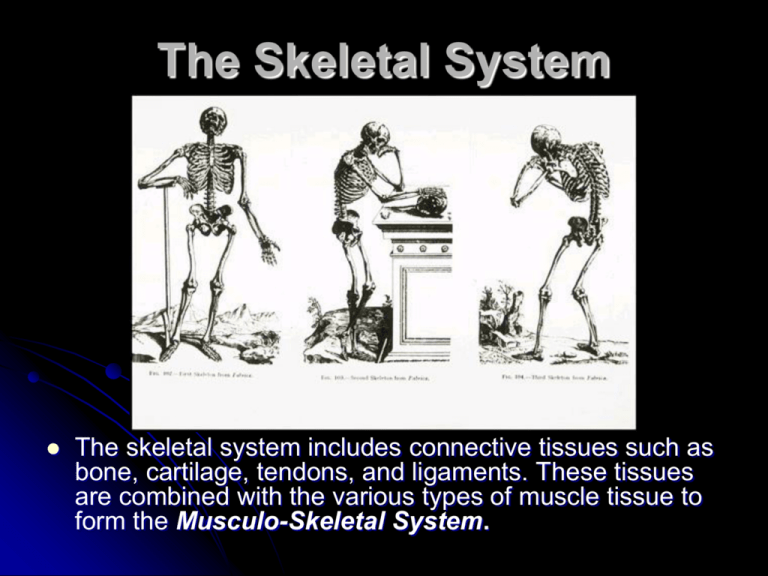 Functions Of The Skeletal System
