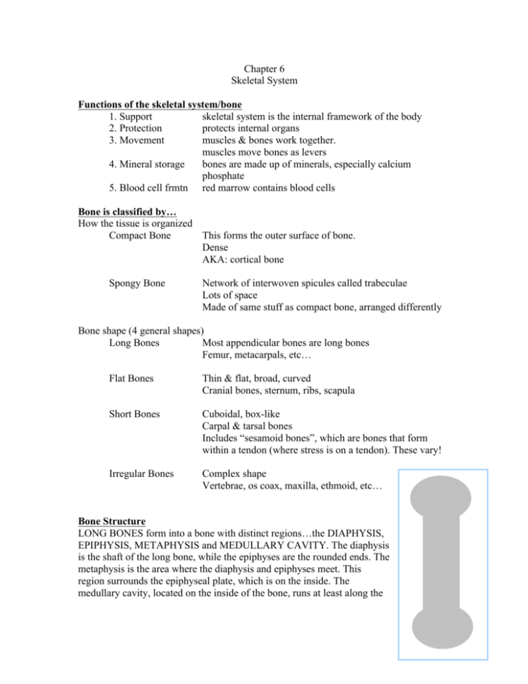 Chapter 6 Skeletal System Functions Of The Skeletal System bone 1