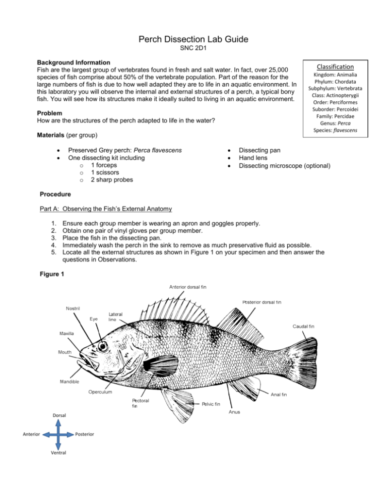 Perch Dissection Lab Guide Perch Dissection Lab Guide