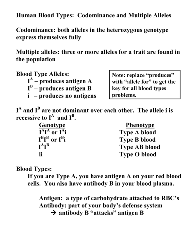 Human Blood Types Codominance And Multiple Alleles Human Blood Types Codominance And Multiple Alleles