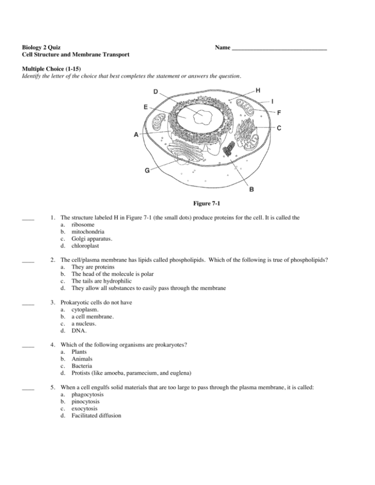 Biology 2 Quiz Name Cell Structure And Membrane Transport