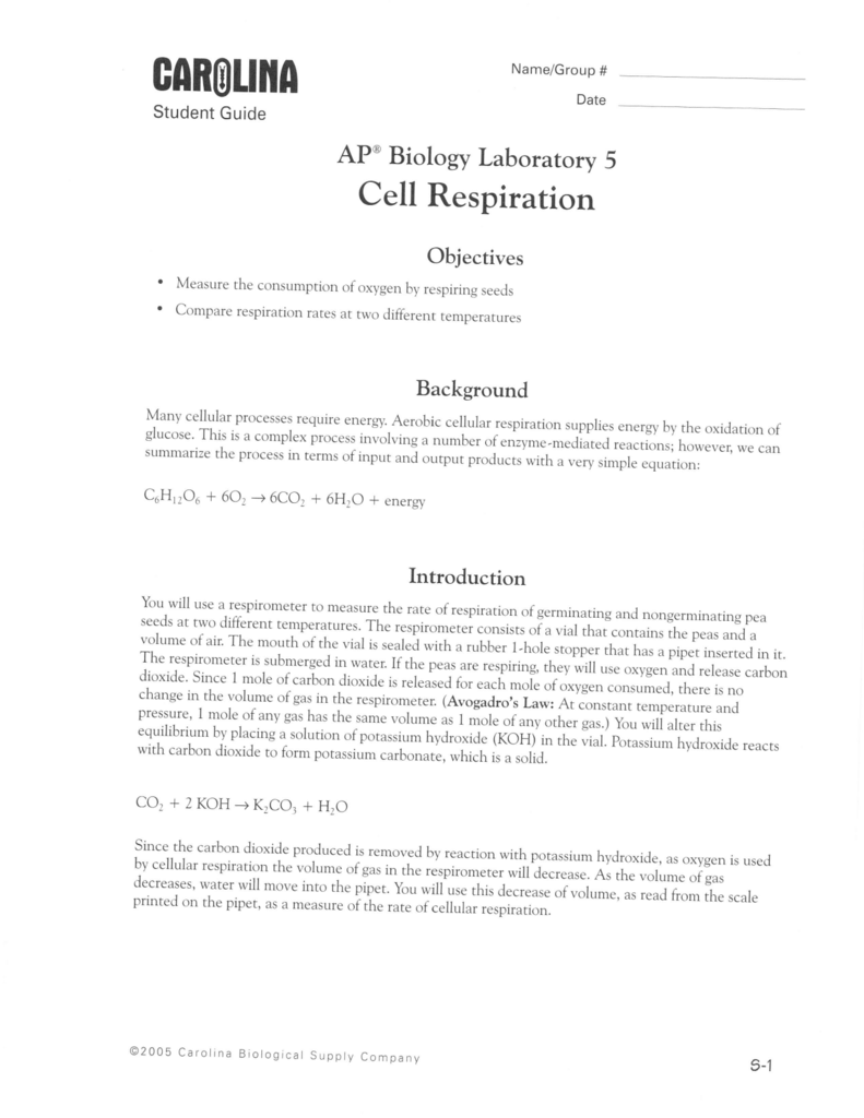 AP LAB 5 Cell Respiration AP LAB 5 Cell Respiration