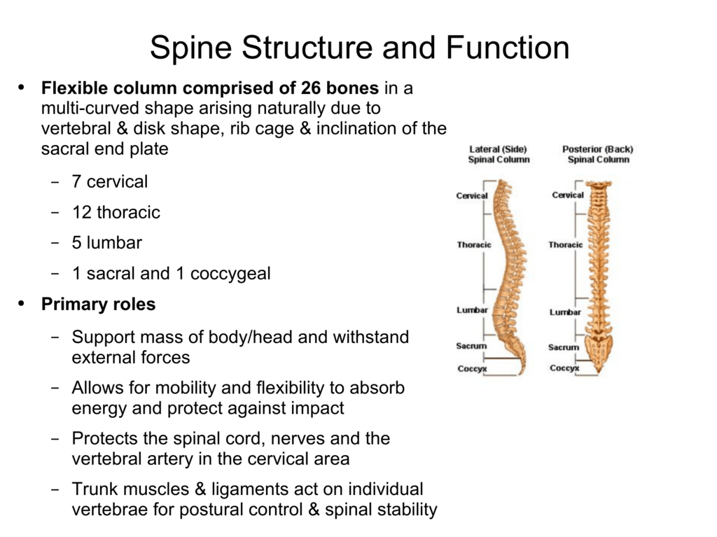 Spine Structure And Function Spine Structure And Function