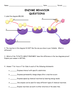 Enzyme Review Foldable