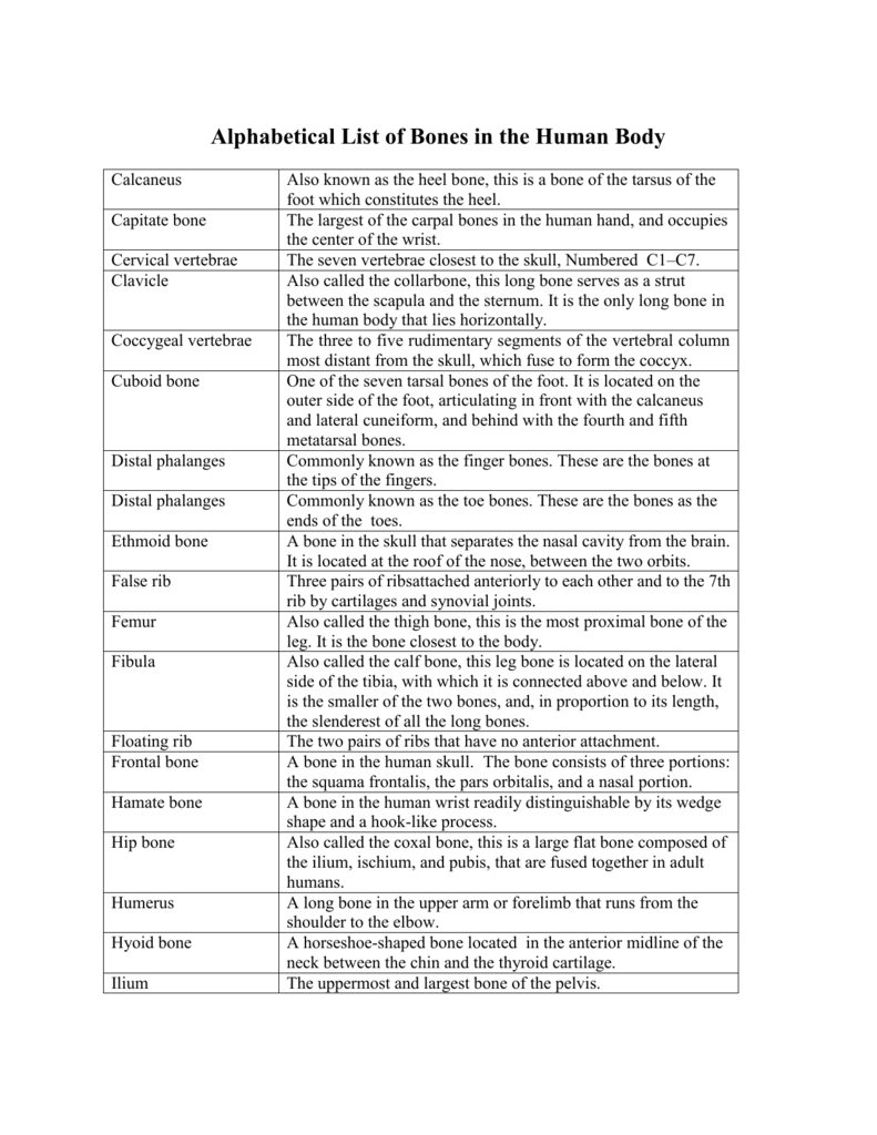 Alphabetical List Of Bones In The Human Body Alphabetical List Of Bones In The Human Body