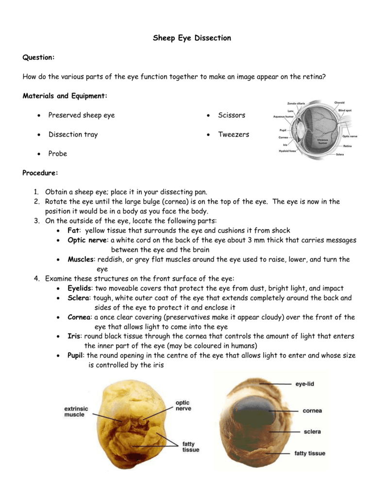 Sheep Eye Dissection Sheep Eye Dissection