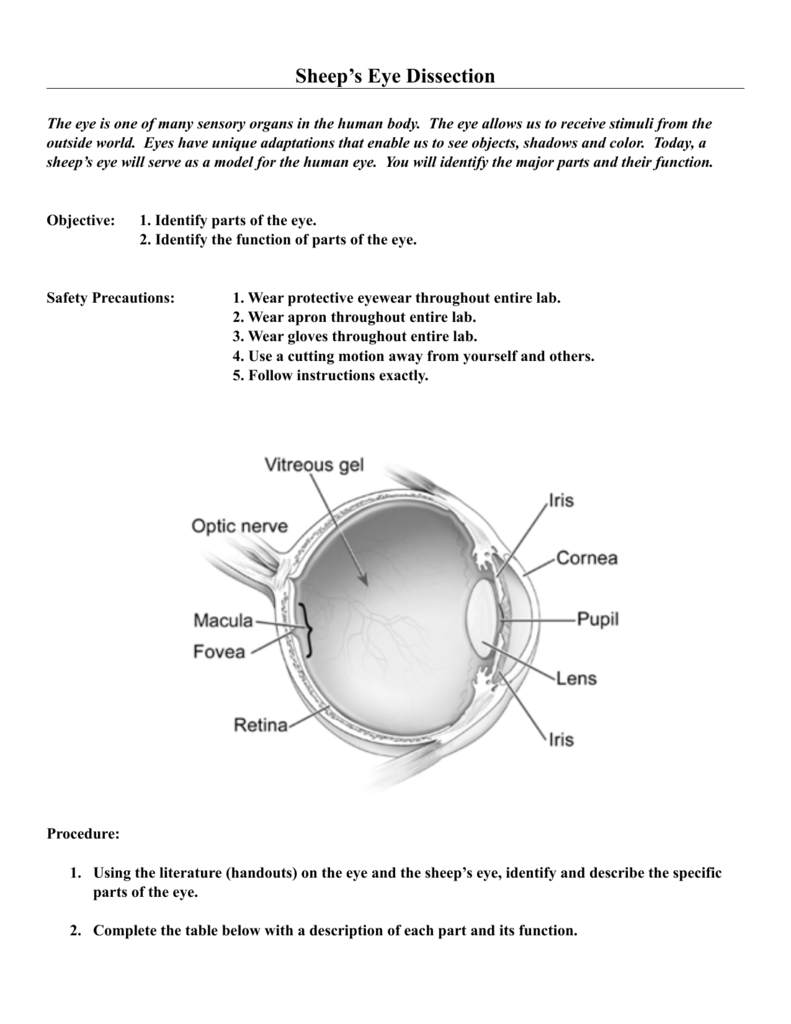 Sheep Eye Dissection Lab
