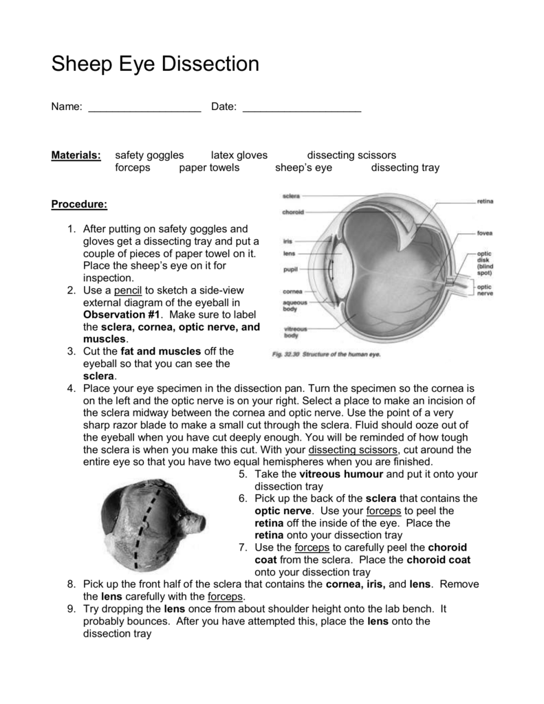 Sheep Eye Dissection Sheep Eye Dissection
