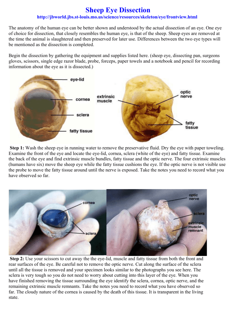 Sheep Eye Dissection