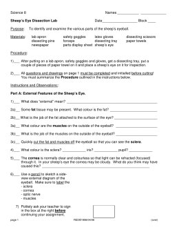Sheep Eye Dissection
