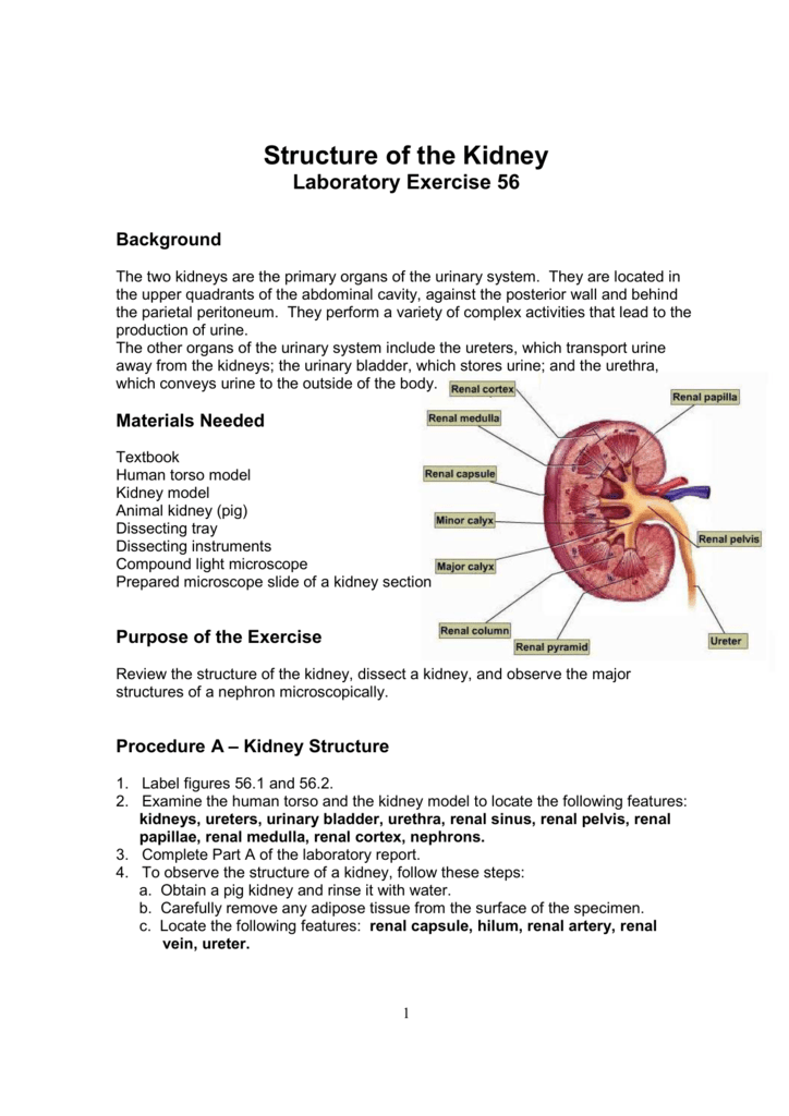 Structure Of The Kidney Lab