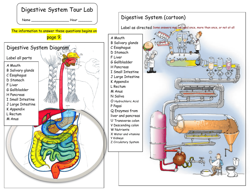 4 Digestive System Tour Lab