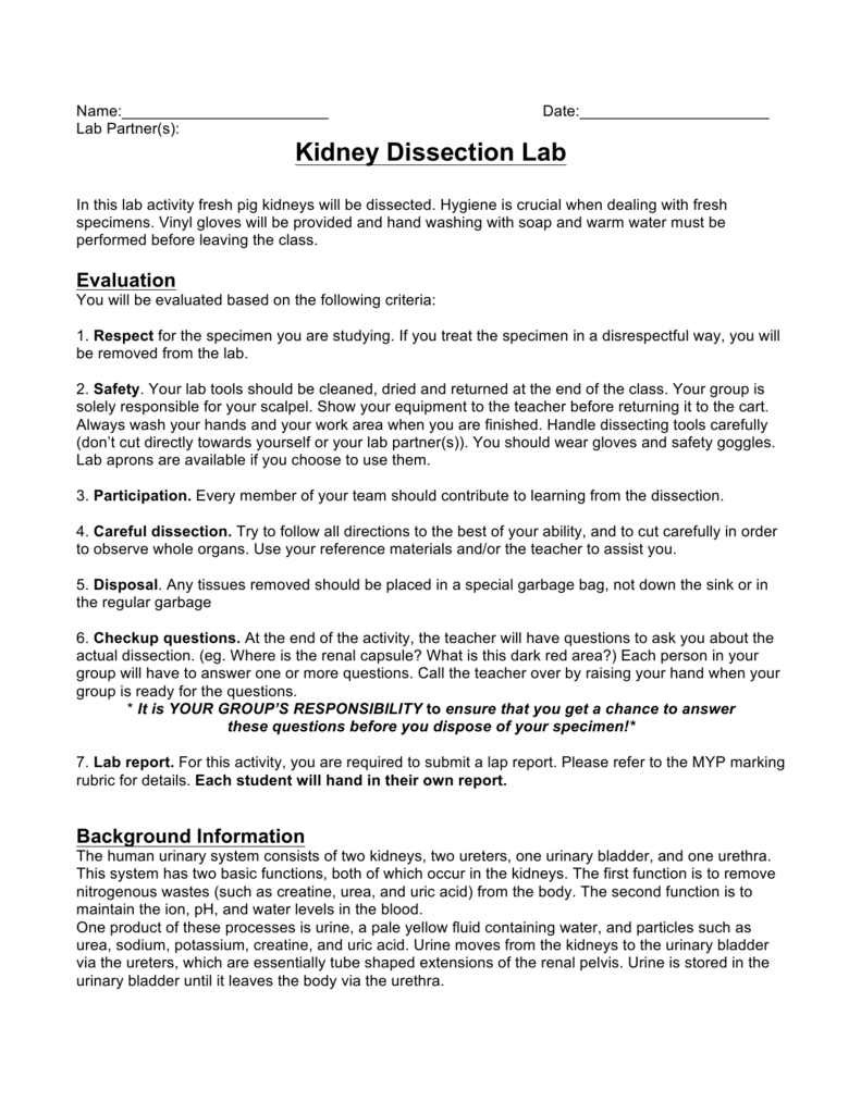Kidney Dissection Lab Kidney Dissection Lab
