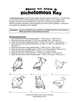 Bird Dichotomous Key