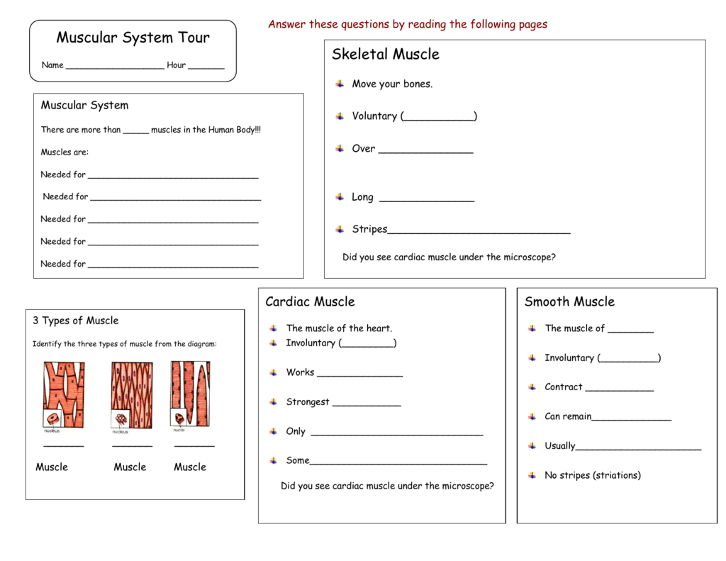 Muscular System Tour Skeletal Muscle