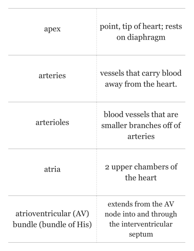 Print Ch 11 The Cardiovascular System Quizlet Print Ch 11 The Cardiovascular System Quizlet