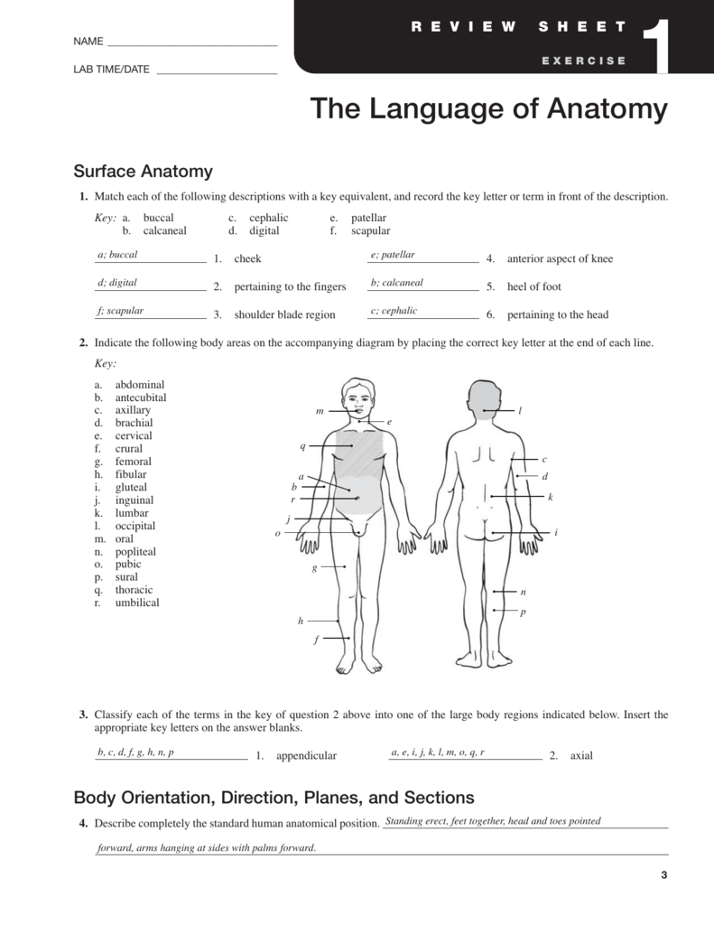 Get Surface Anatomy Worksheet Answers PNG DirectScot