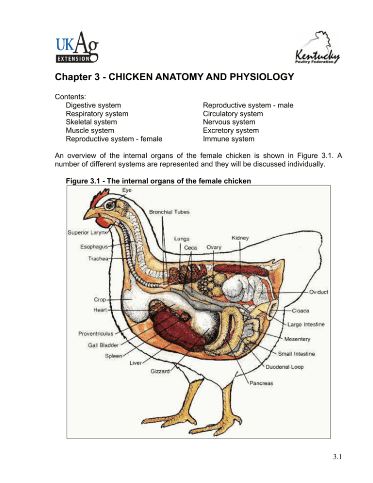Chapter 3 CHICKEN ANATOMY AND PHYSIOLOGY