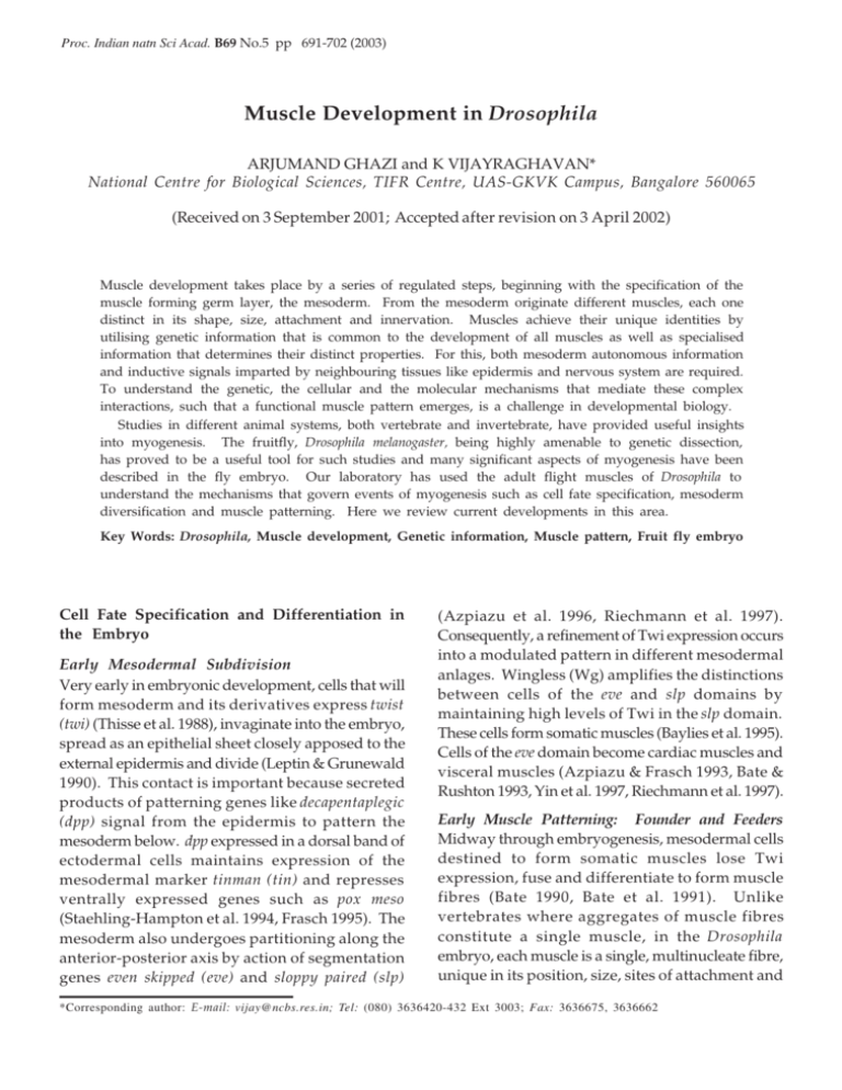 Muscle Development In Drosophila