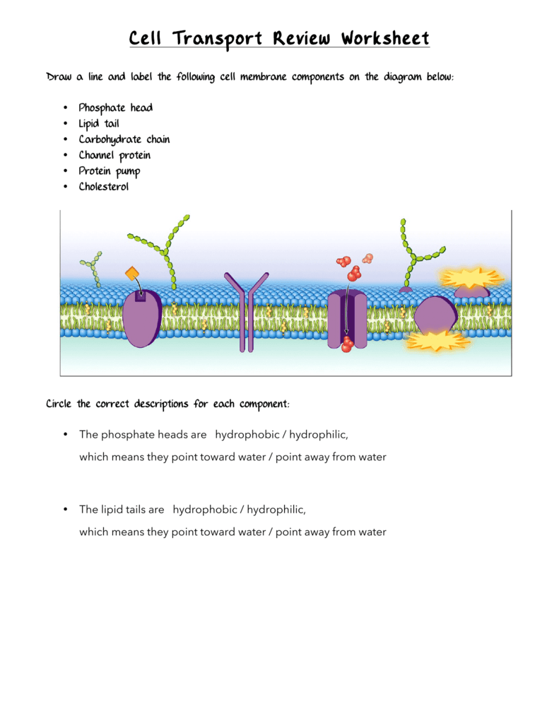 Cell Transport Review Worksheet Cell Transport Review Worksheet