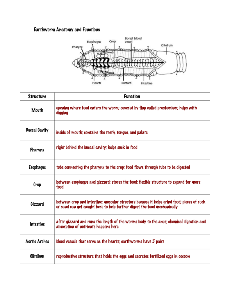 Earthworm Anatomy And Functions