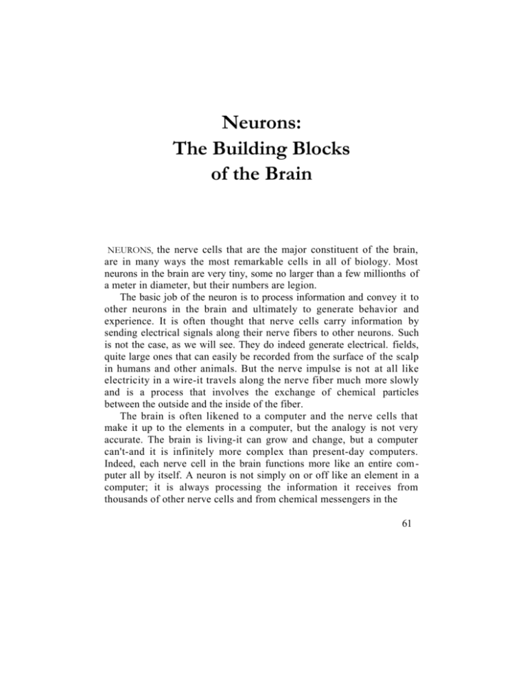 Neurons: The Building Blocks of the Brain