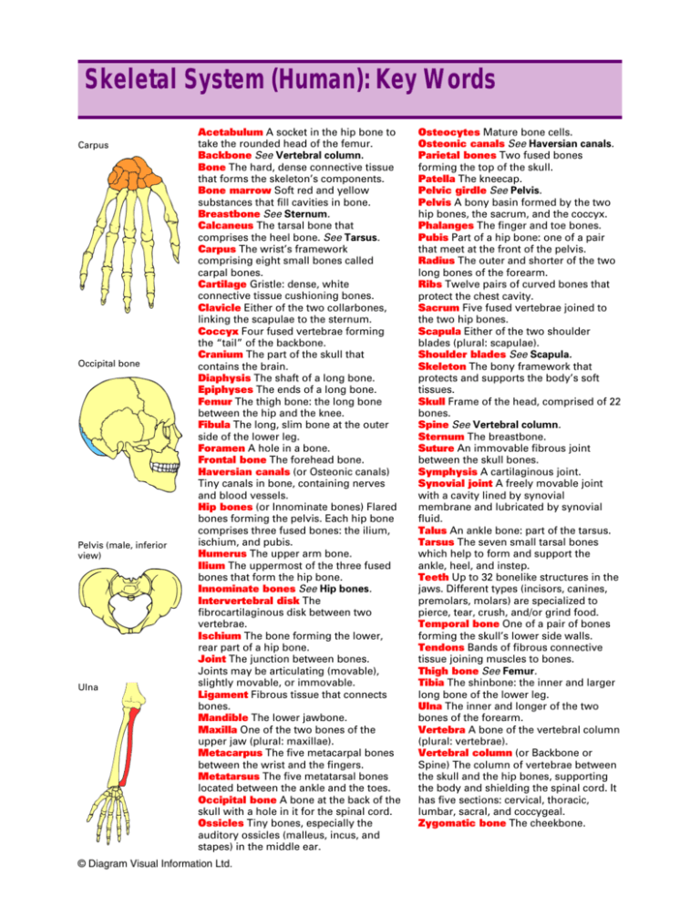 Skeletal System Human Key Words