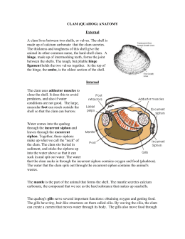 Clam Dissection Questions