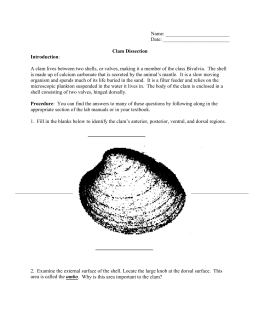 CLAM (QUAHOG) ANATOMY