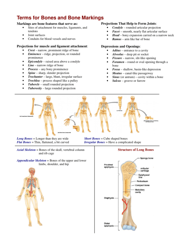 Terms For Bones And Bone Markings