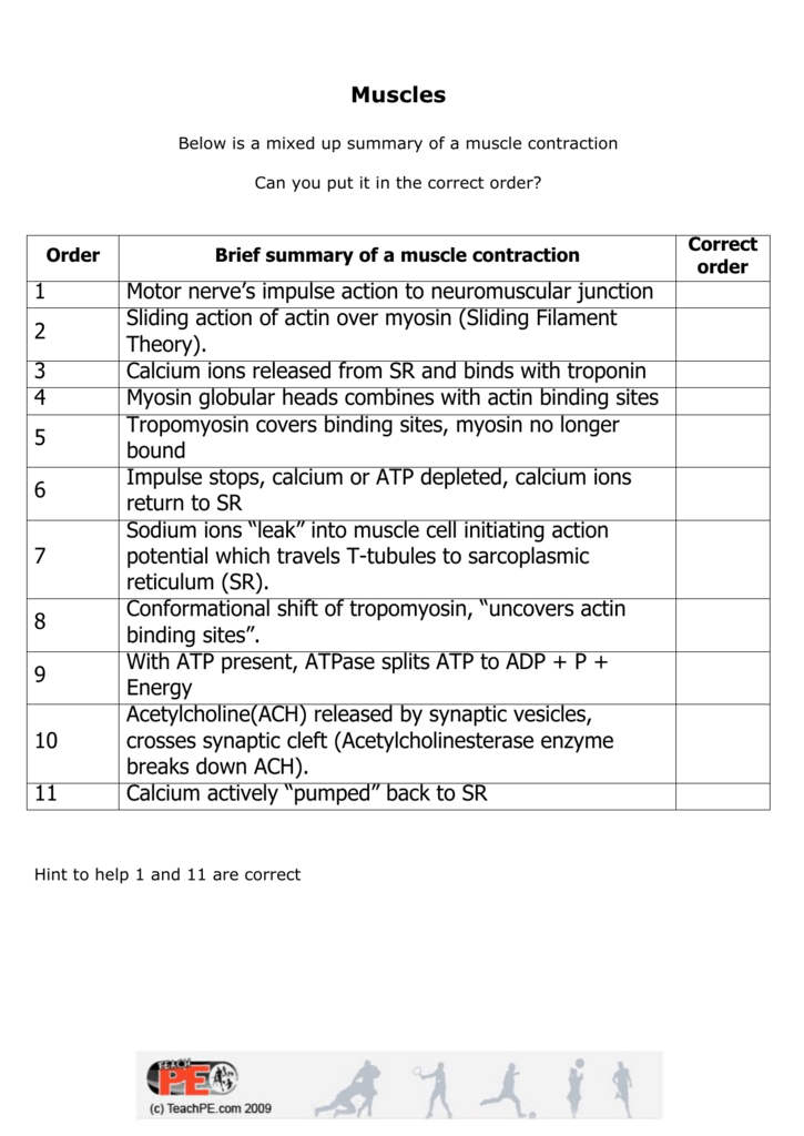 Muscles Worksheet 19