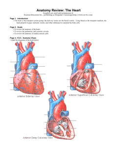Anatomy Review the Heart
