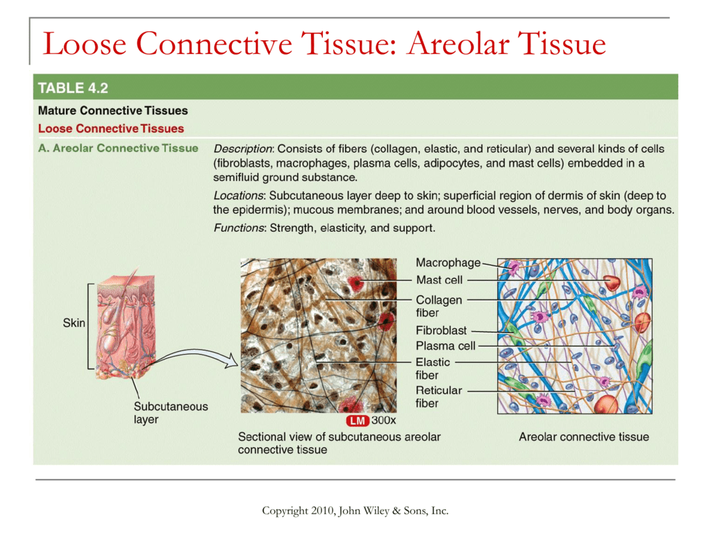 Loose Connective Tissue Areolar Tissue Loose Connective Tissue Areolar Tissue