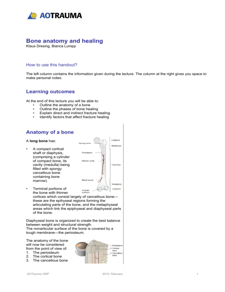 Bone anatomy and healing