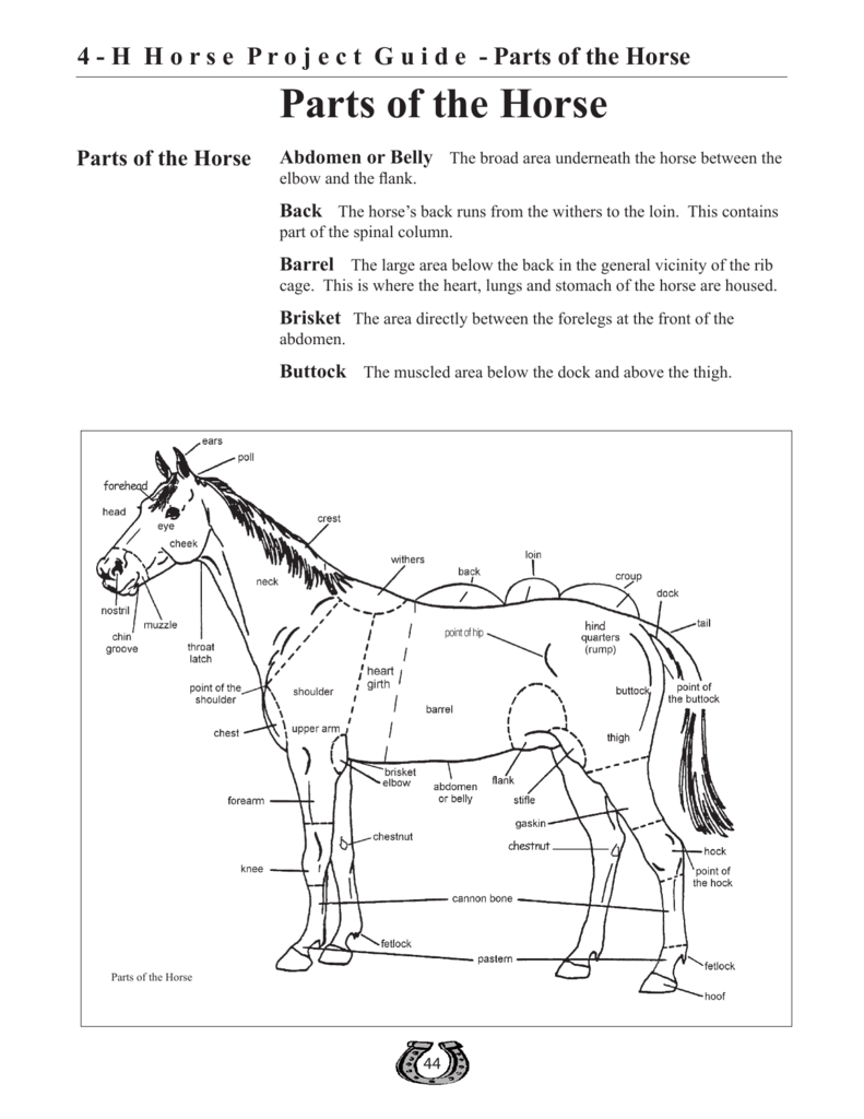4 H Horse Project Guide 4 H Horse Project Guide