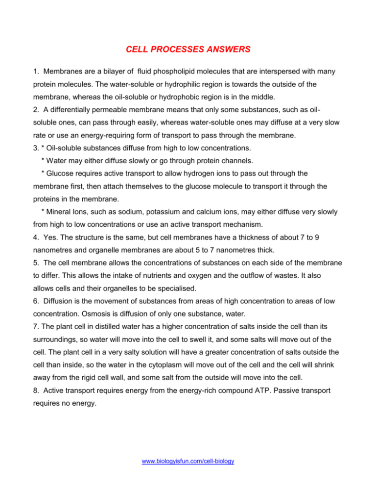 Cell Processes Answers Worksheet Cell Processes Answers Worksheet