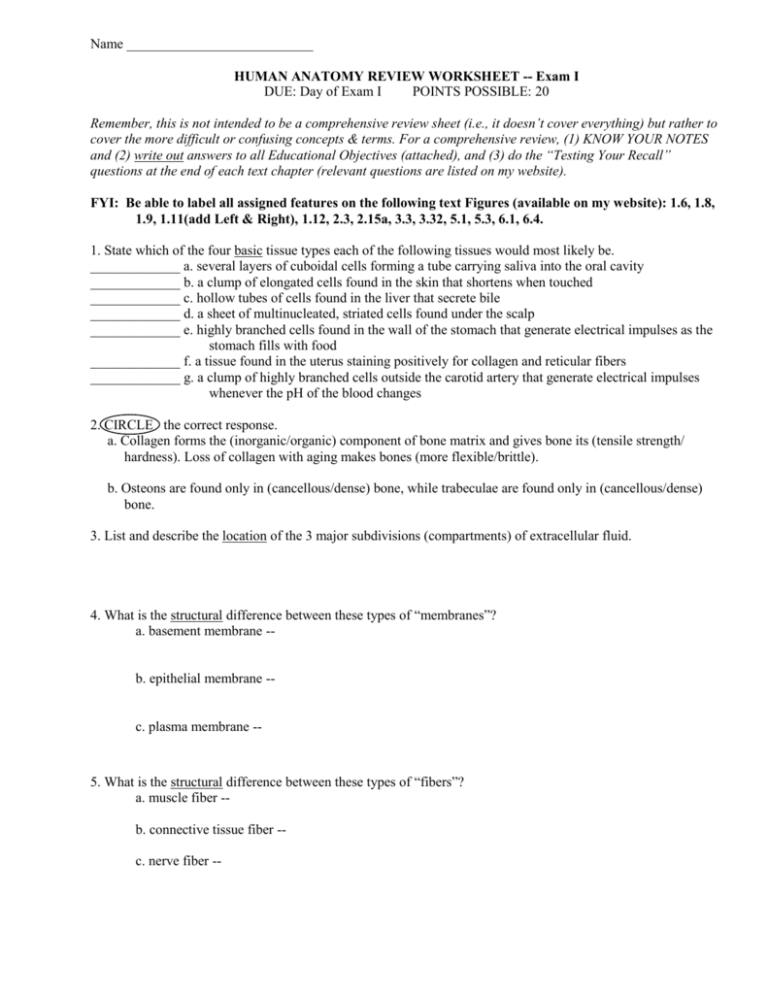 HUMAN ANATOMY REVIEW WORKSHEET HUMAN ANATOMY REVIEW WORKSHEET