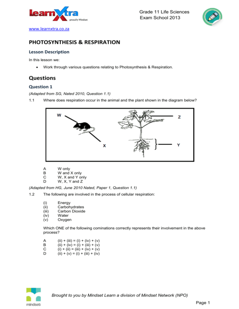 PHOTOSYNTHESIS RESPIRATION Questions PHOTOSYNTHESIS RESPIRATION Questions