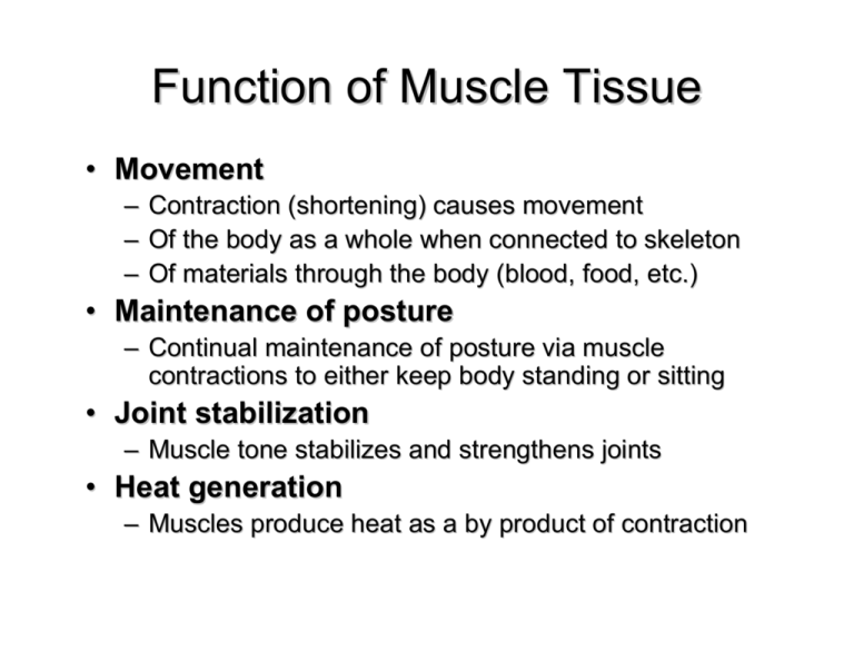 Function Of Muscle Tissue