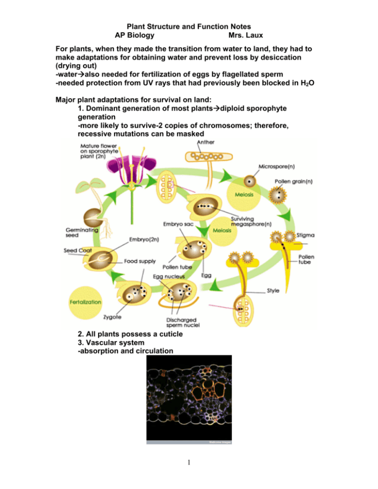 Plant Structure And Function Notes AP Biology Mrs Laux 1 For