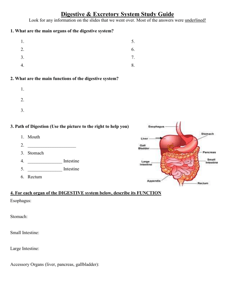 Digestive Excretory System Study Guide