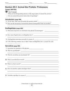 Protist Worksheet